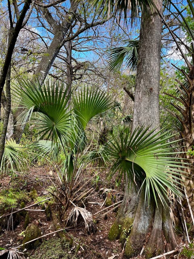 Fern Forest Nature Center (2026) – Best of TikTok, Instagram & Reddit ...
