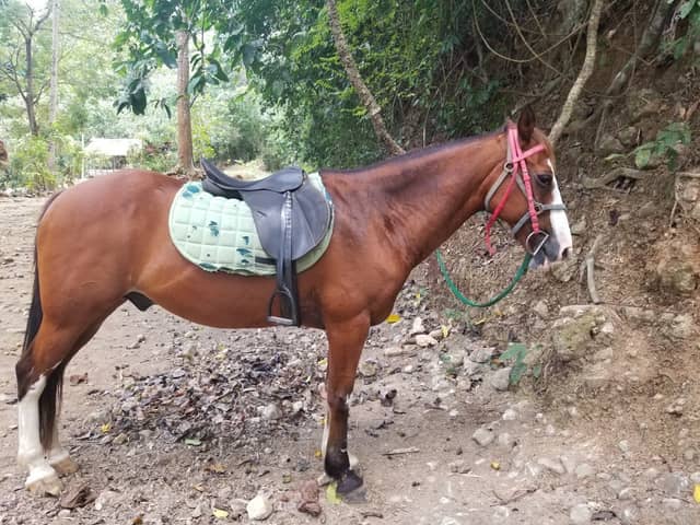 El Kabayo Stables (2026) – Best of TikTok, Instagram & Reddit Travel Guide