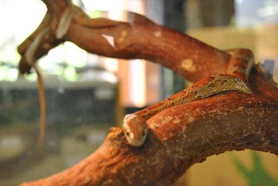 Fern Forest Nature Center (2026) – Best of TikTok, Instagram & Reddit ...